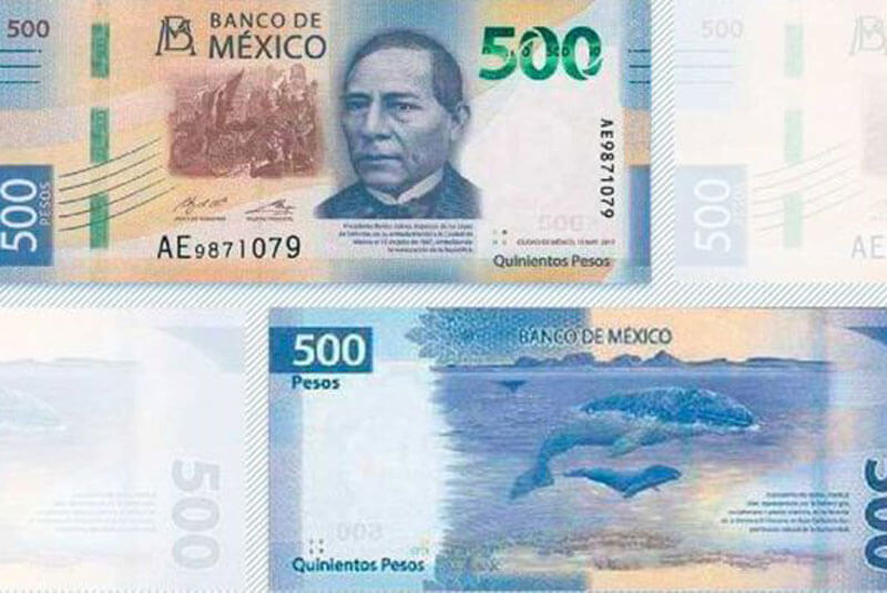 New 500 Peso Bill Features Gray Whale Punta Mita